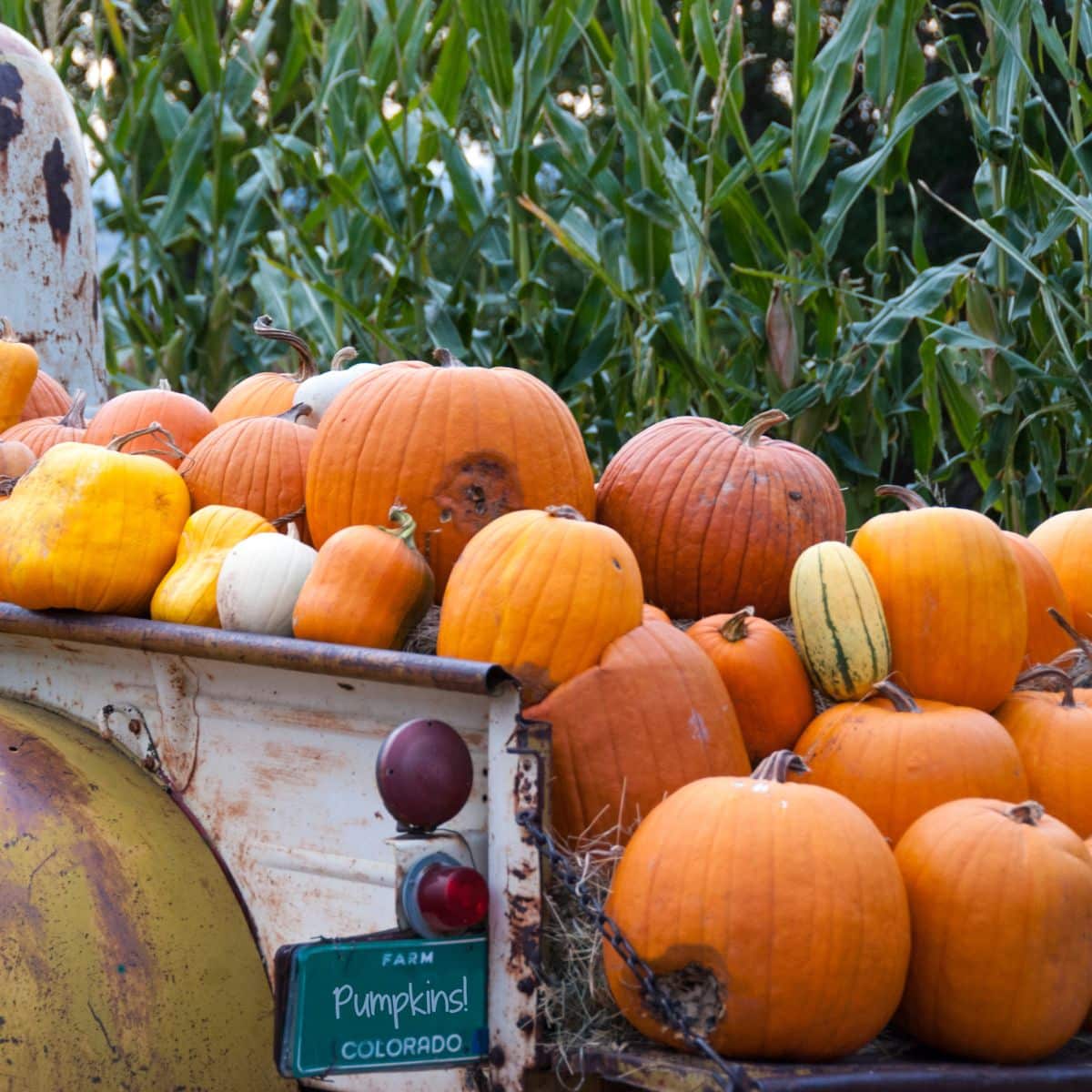 Best Things To Buy In October - Frugally Blonde