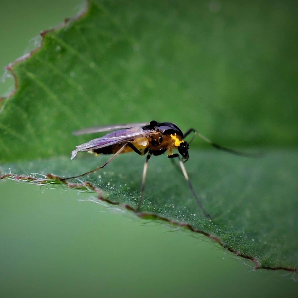 How To Get Rid Of Gnats Fast - Frugally Blonde